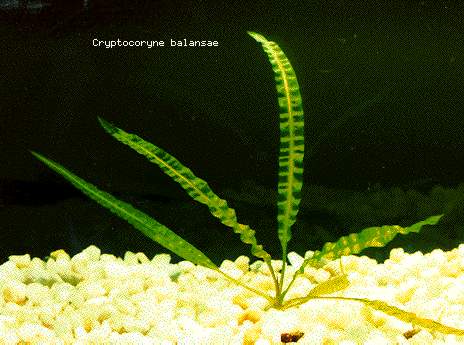 Cryptocoryne species