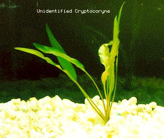Cryptocoryne species