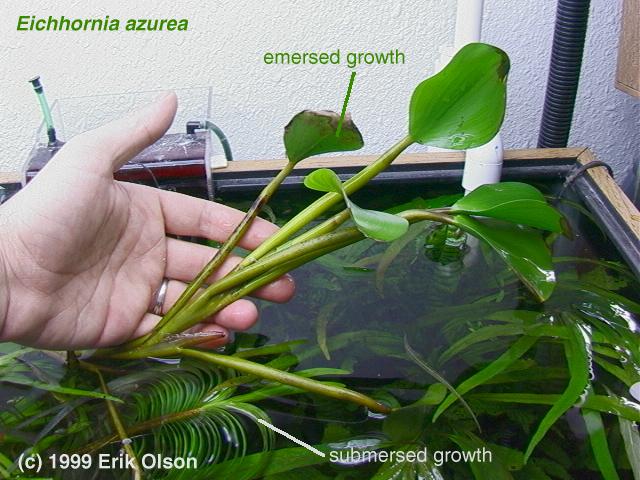 Eichhornia (crassipes, azurea, diversifolia)