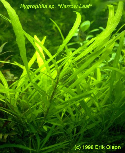 Hygrophila species