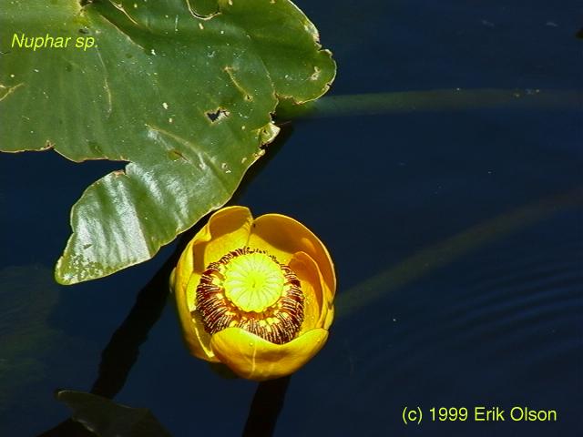Nuphar (Pond Lily)